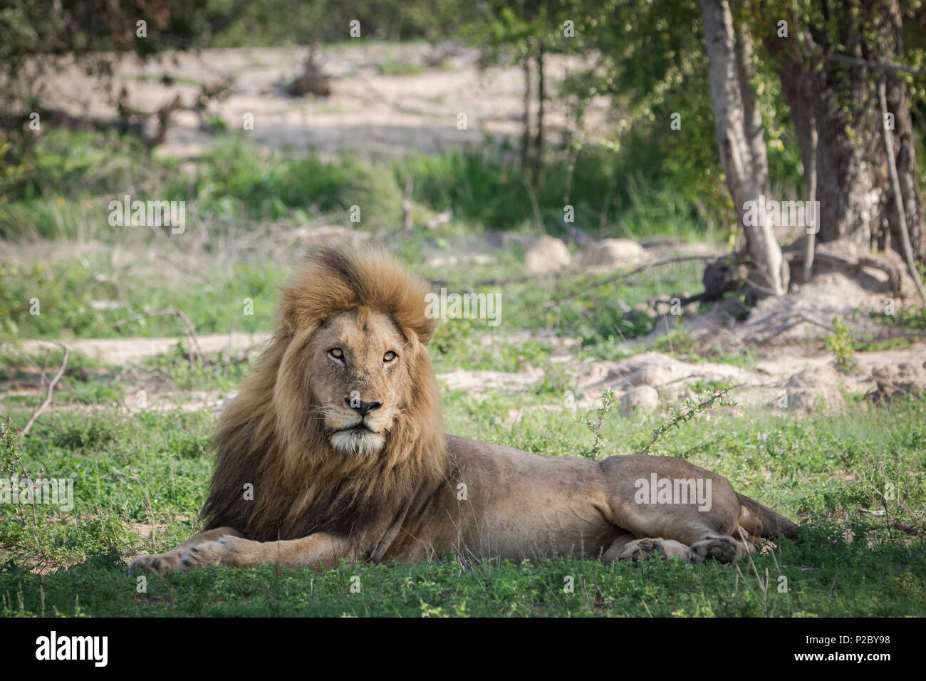 Magnificent male Lion resting under a biig tree Stock Photo - Alamy