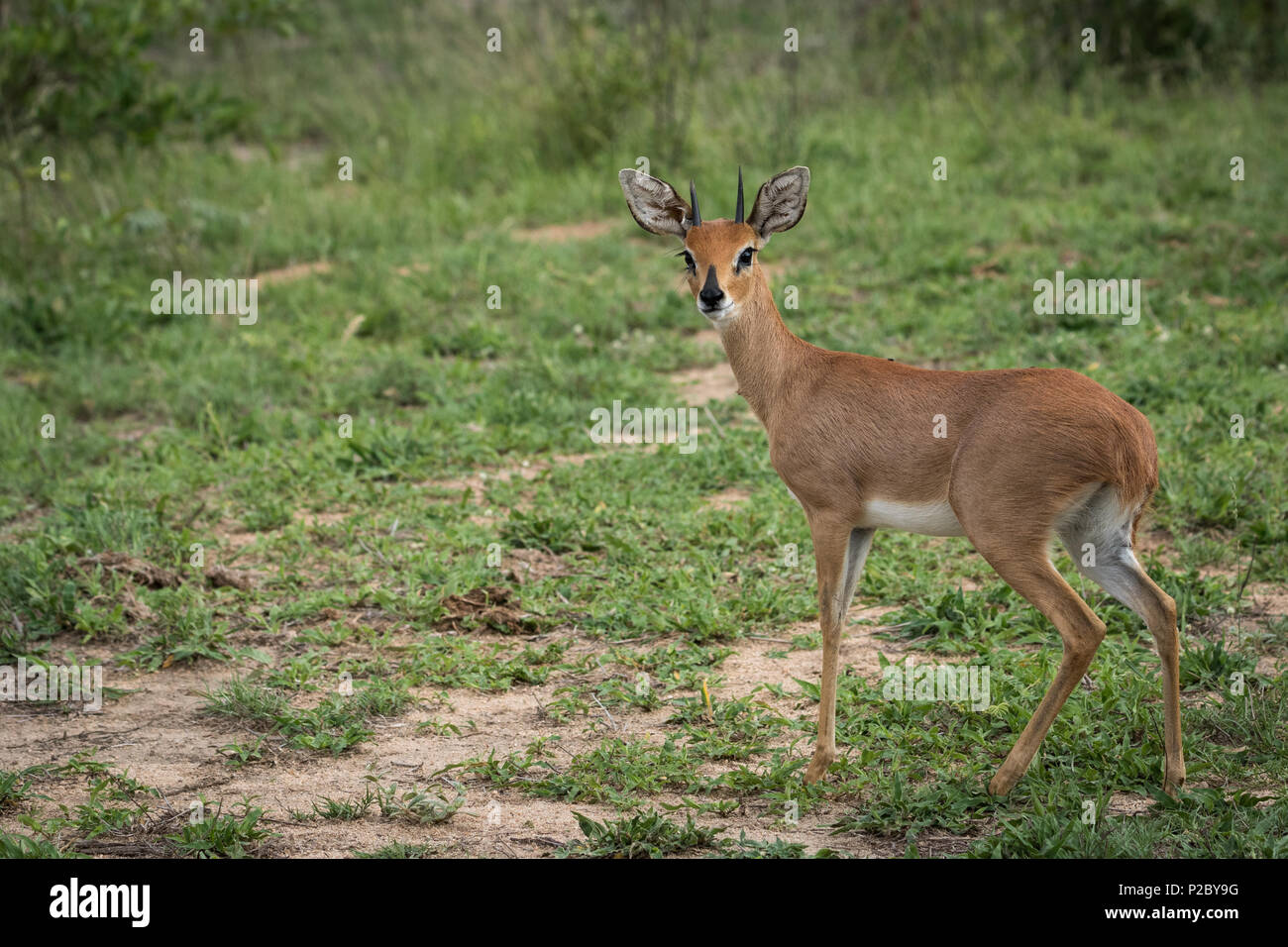 Steenbuck hi-res stock photography and images - Alamy