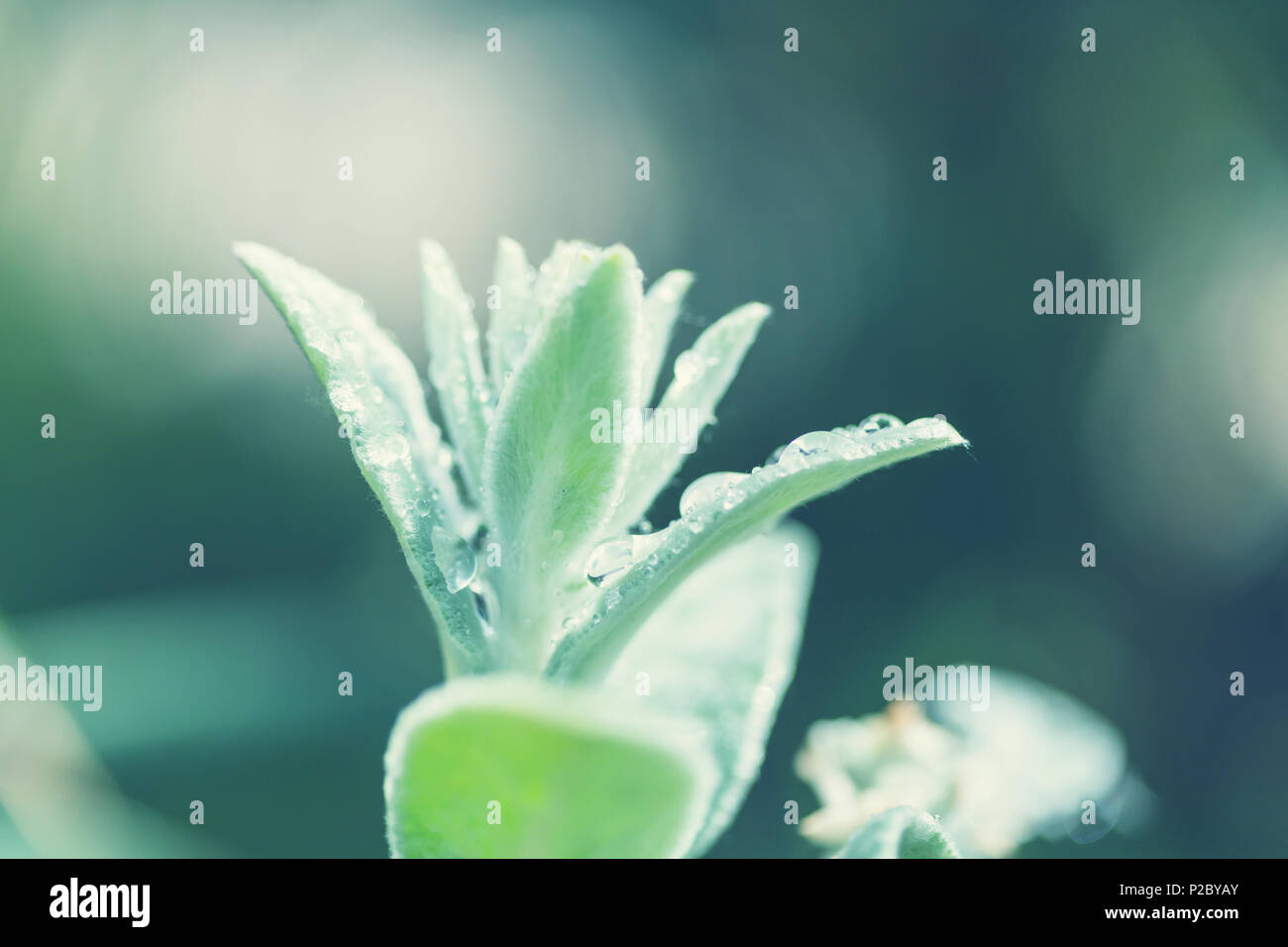 Bright spring green grass field Stock Photo - Alamy