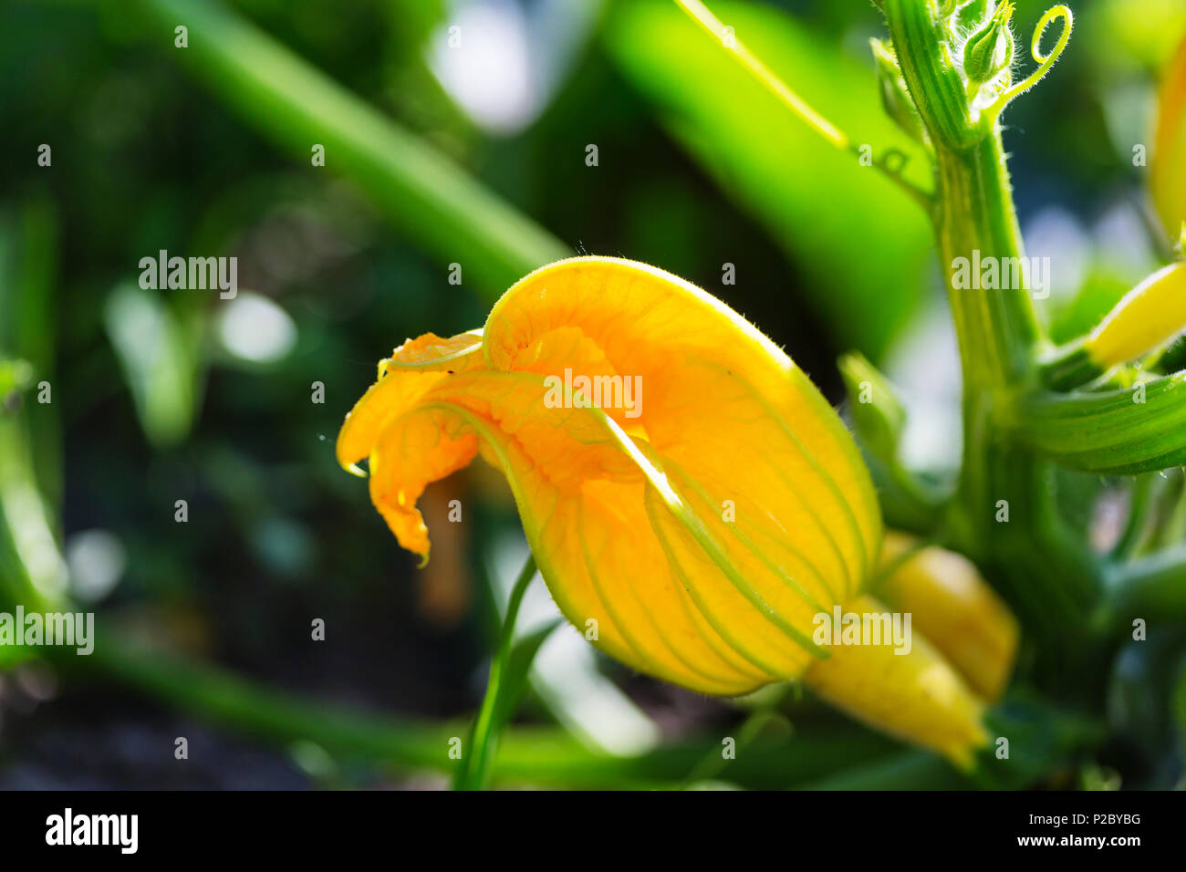 plants growing in kithcen garden Stock Photo - Alamy