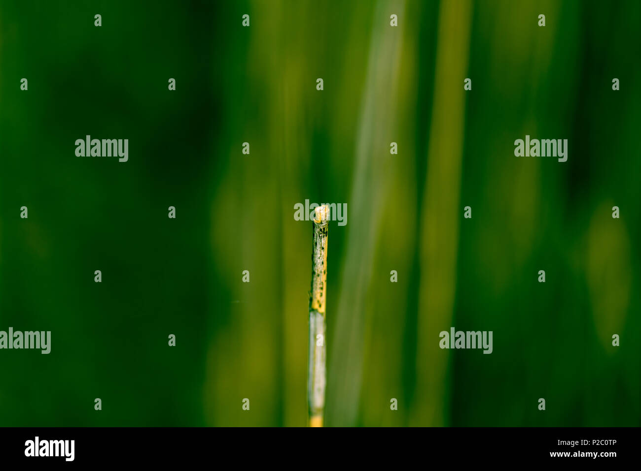 Broken plant stem hi-res stock photography and images - Alamy