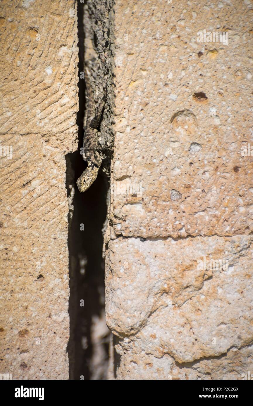 Types of lizards hi-res stock photography and images - Alamy