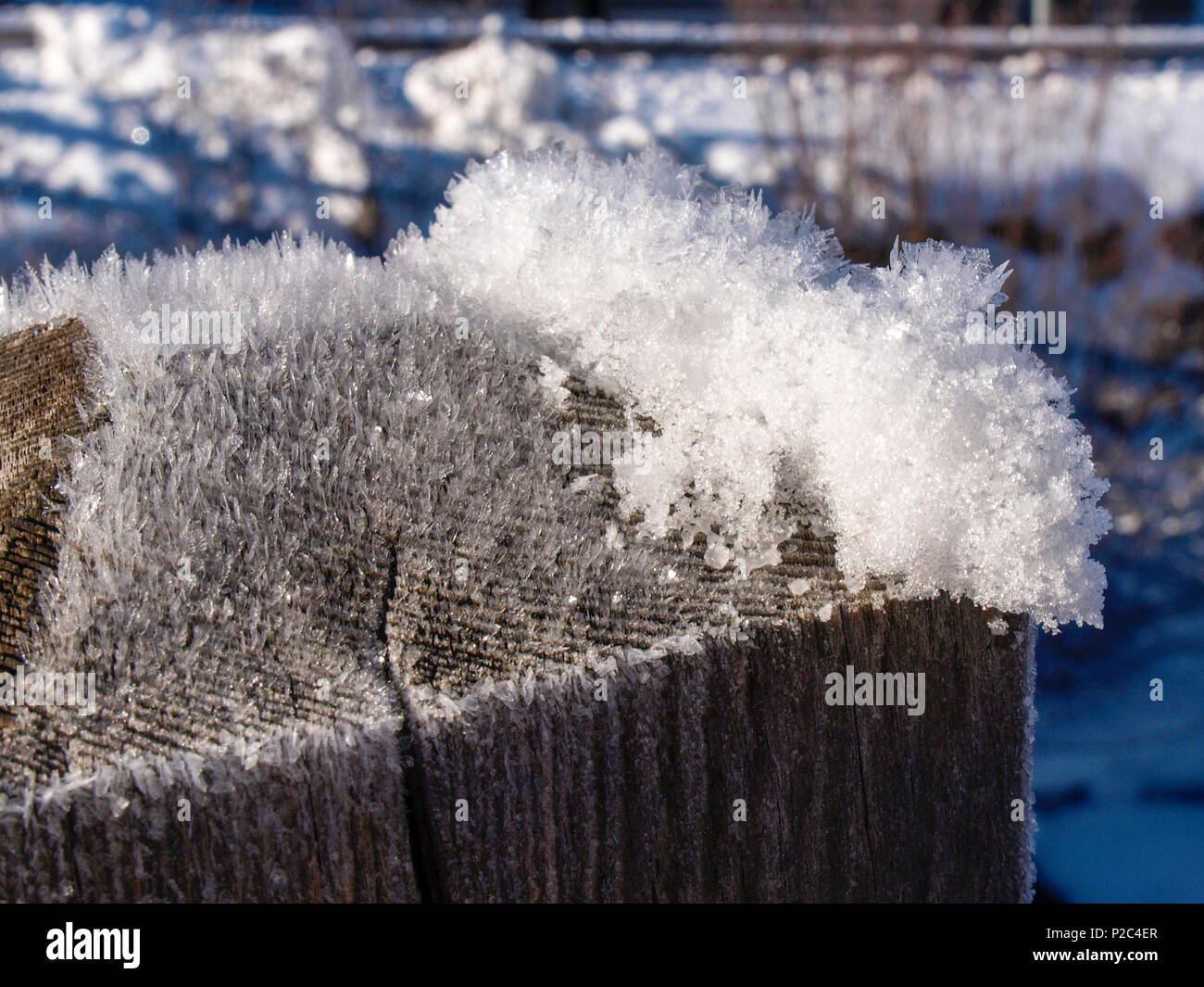 Savognin, Switzerland: Snow and frost with needles due to intense cold ...