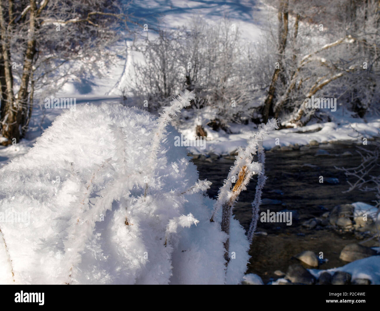 Savognin, Switzerland: Snow and frost with needles due to intense cold ...