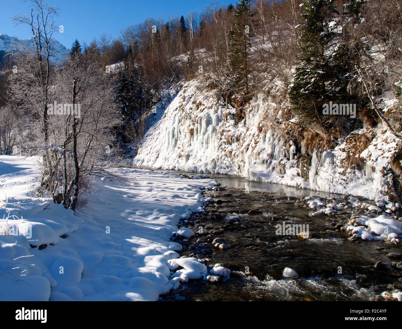 Savognin, Switzerland: Snow and frost with needles due to intense cold ...