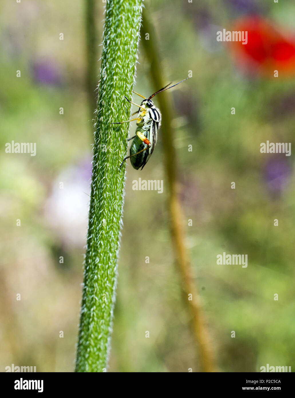 image of an insect on a straw,close up Stock Photo - Alamy