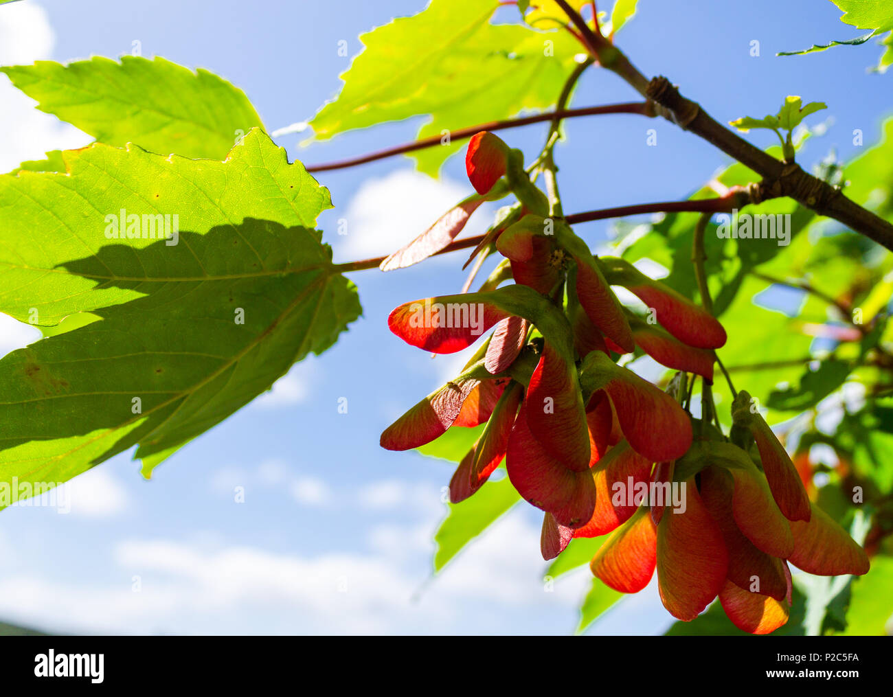 Acer pseudoplatanus, sycamore tree seeds maturing in the early summer ...