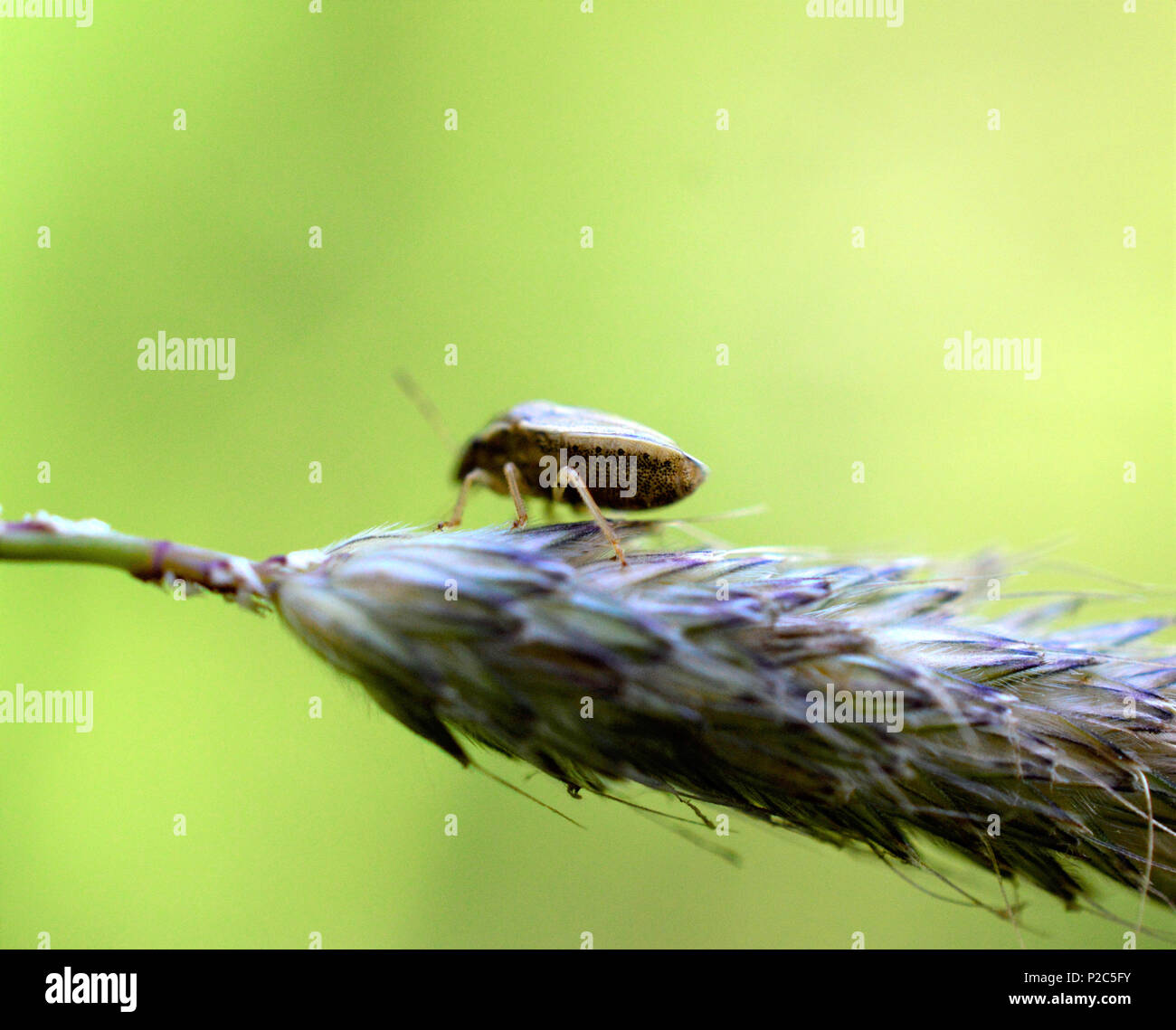image of an insect on a straw,close up Stock Photo - Alamy