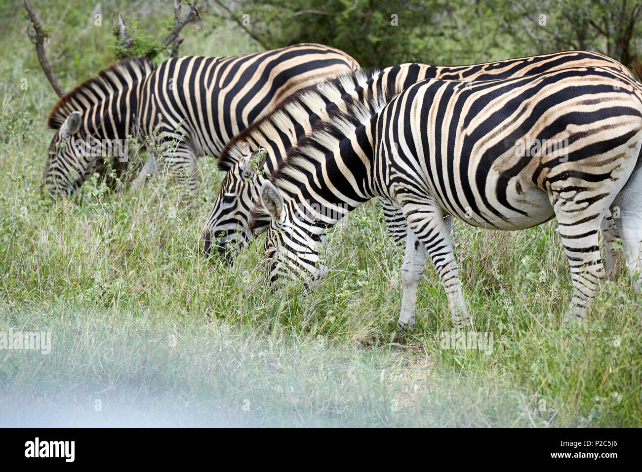 Kruger national park zebra hi-res stock photography and images - Alamy