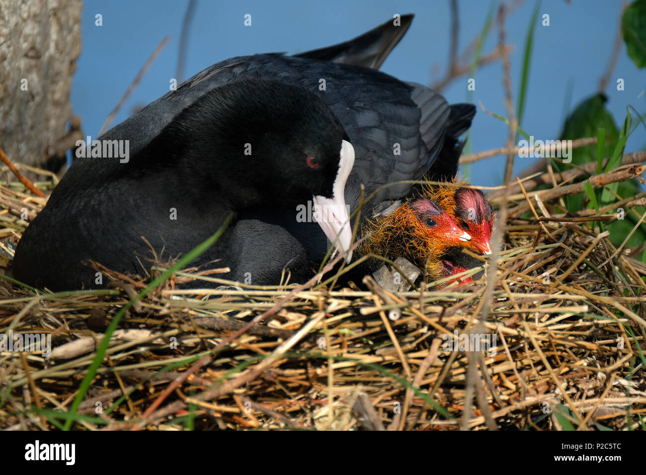 Lives on water and land hi-res stock photography and images - Alamy