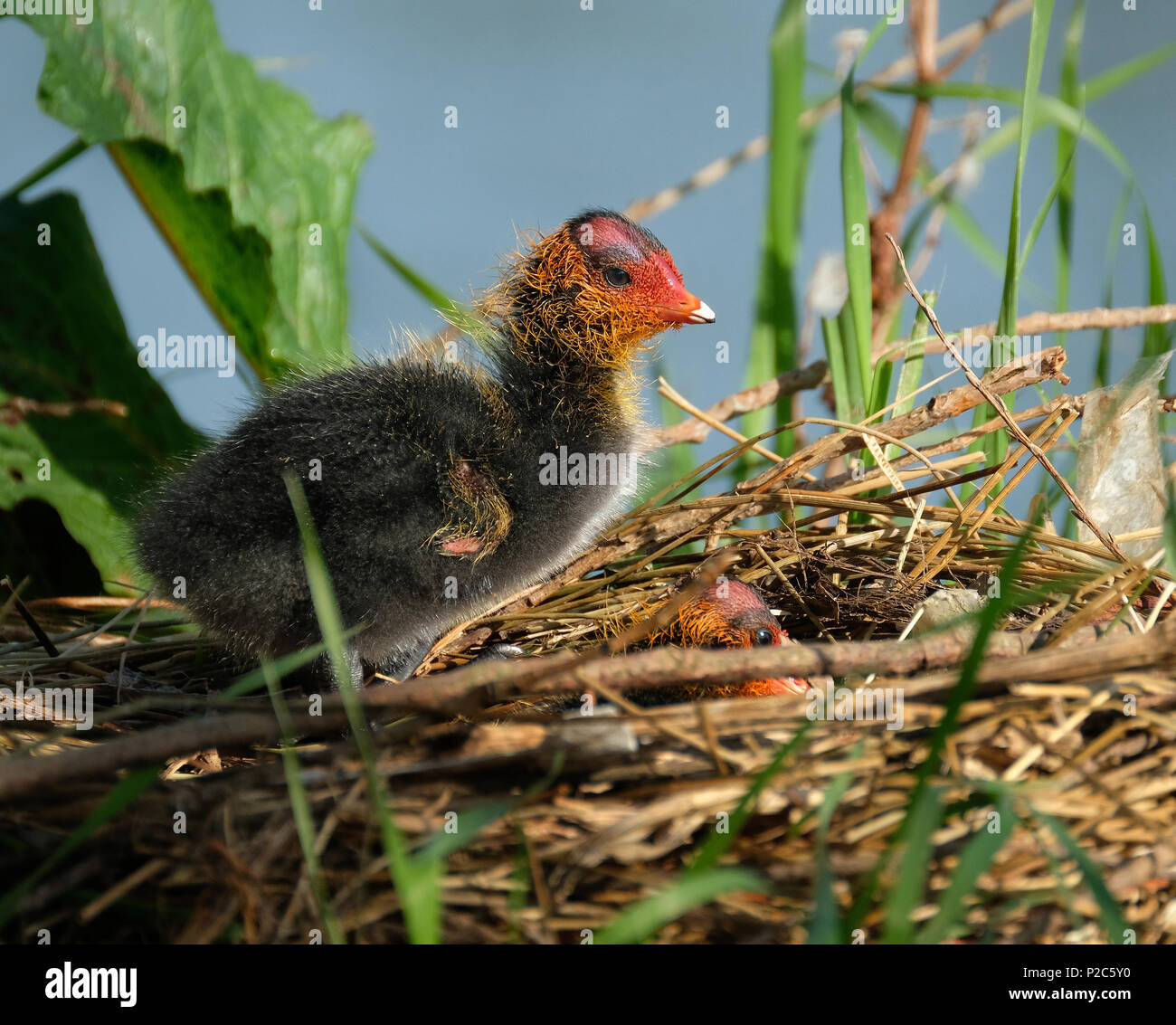 Young Coot on nest on fresh water farm pond Stock Photo - Alamy