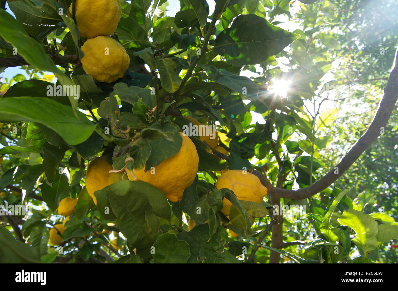 Lemon Tree High Resolution Stock Photography and Images - Alamy