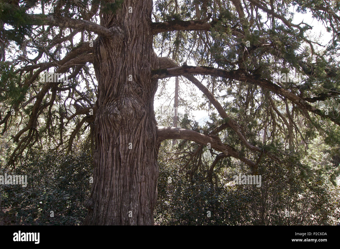 Cyprus cedar bark hi-res stock photography and images - Alamy