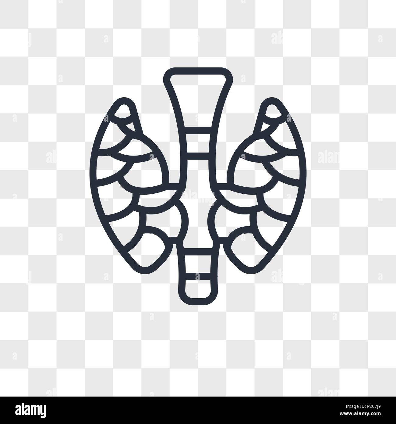 thyroid vector icon isolated on transparent background, thyroid logo ...