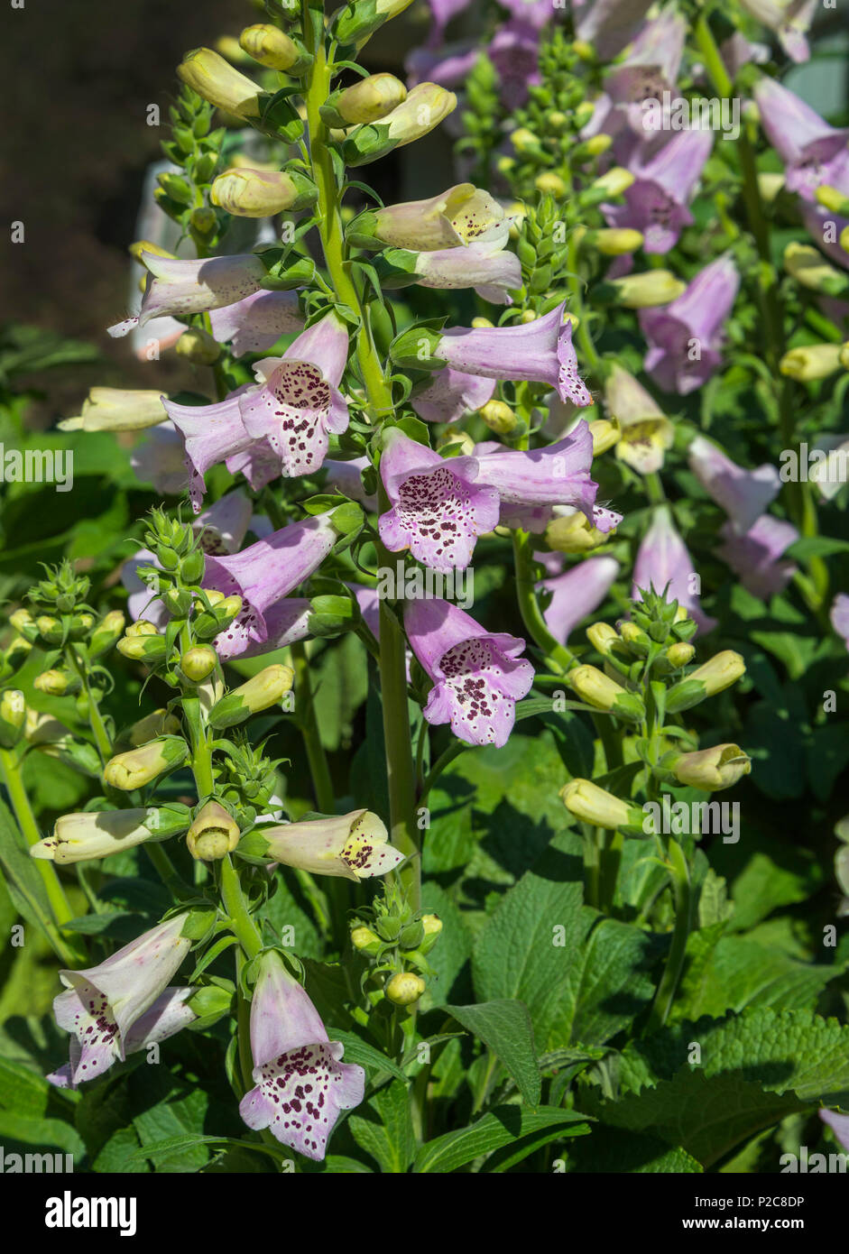 Spring Garden Festival in Gainesville, Florida. Foxglove flowers on ...