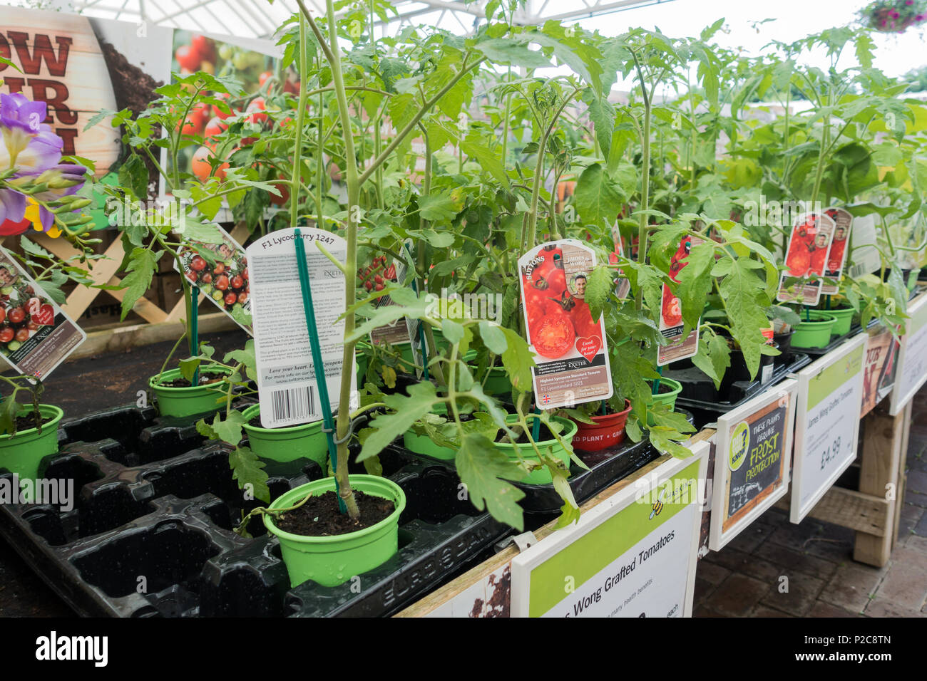 Tomato plants for sale in a garden centre, Dorset, United Kingdom Stock ...