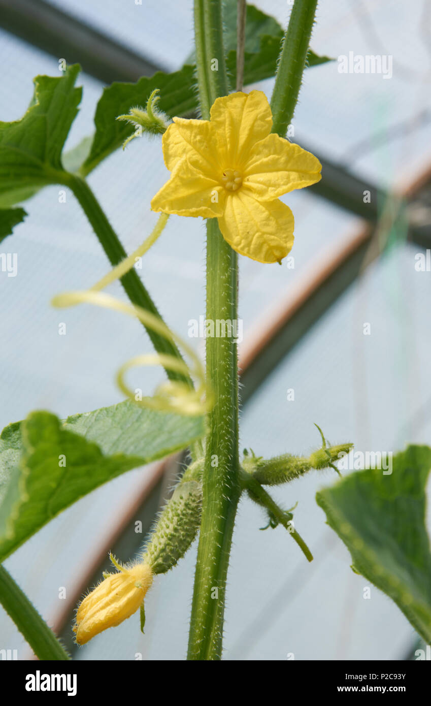 Yellow flowers of cucumber on living bush Stock Photo - Alamy