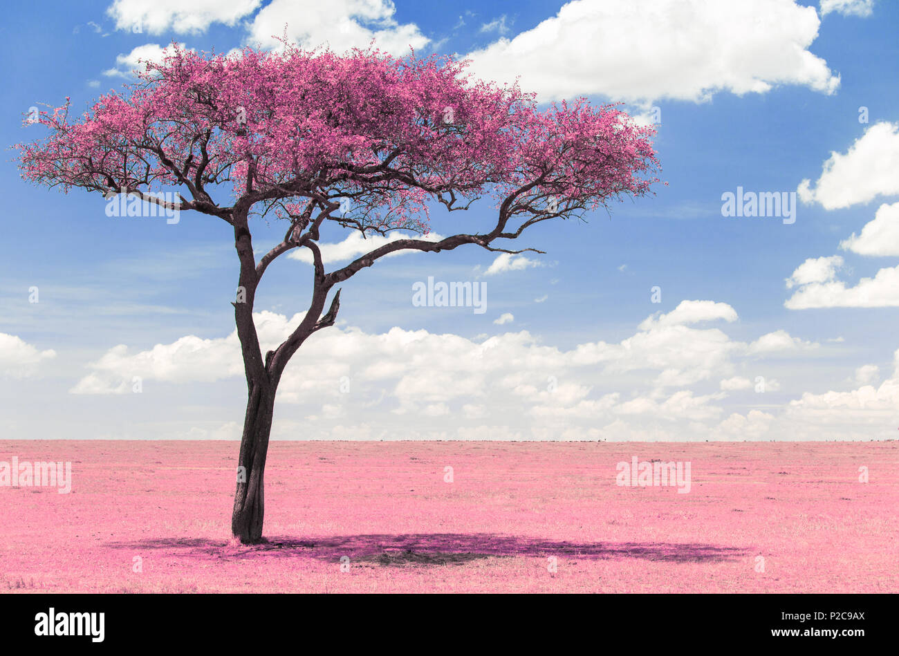 pink acacia tree in savanna with infrared effect Stock Photo - Alamy