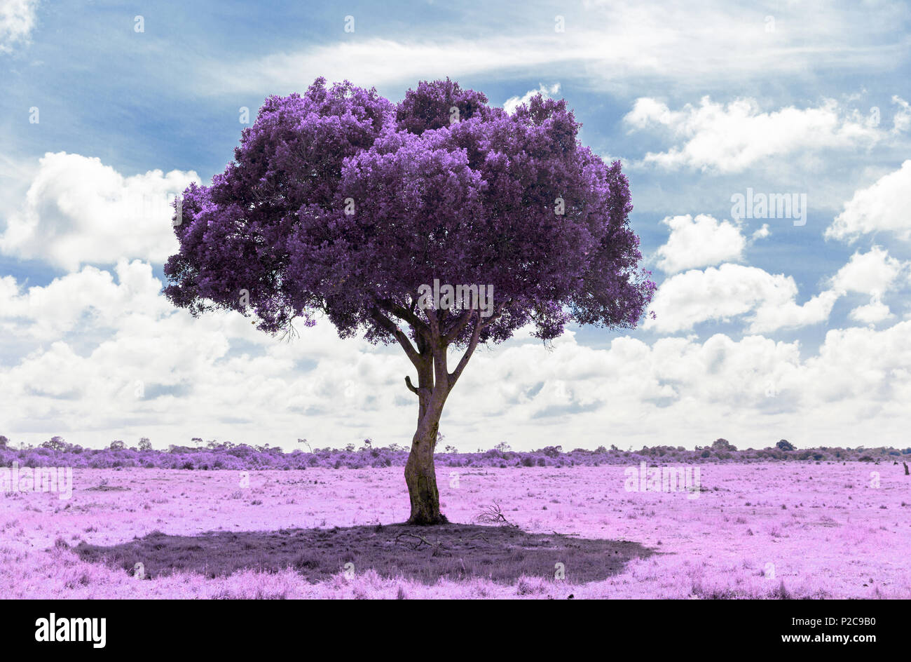 purple acacia tree in savanna with infrared effect Stock Photo - Alamy