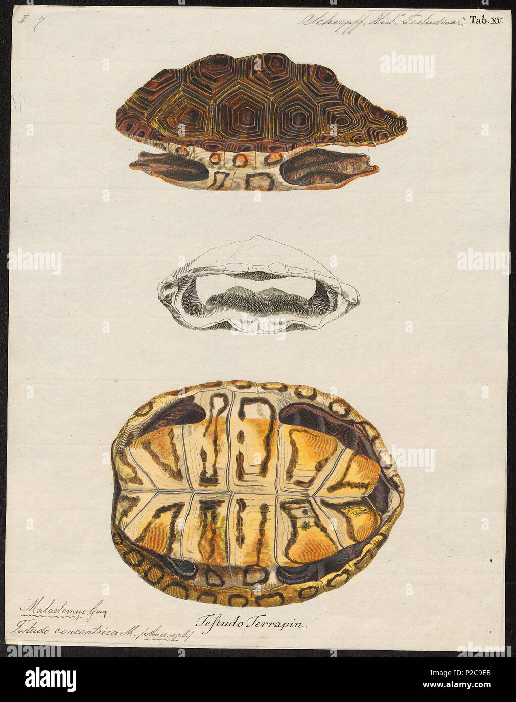 Anatomy of the turtle shell hi-res stock photography and images - Alamy