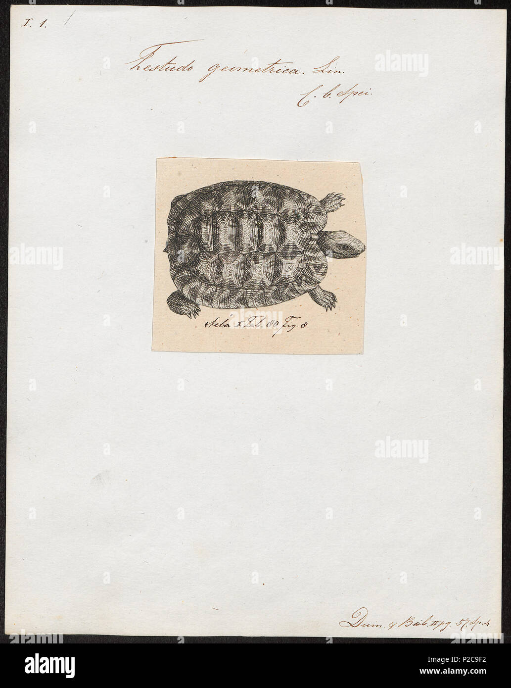 Testudo geometrica hi-res stock photography and images - Alamy