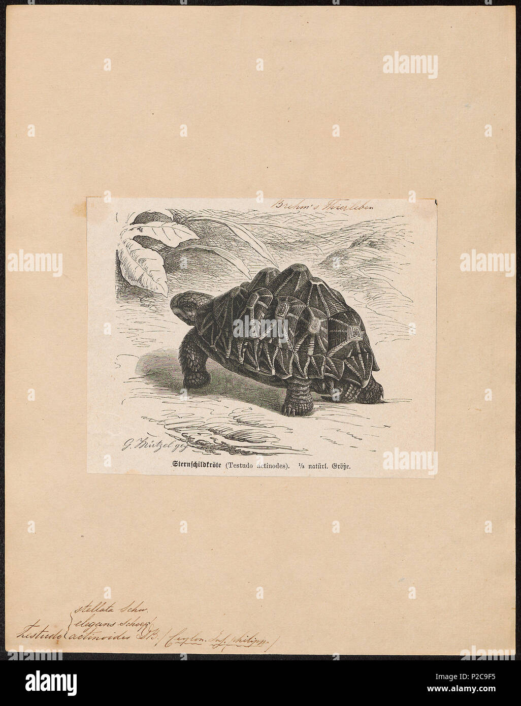 . Testudo stellata . between 1700 and 1880 303 Testudo stellata - 1700 ...