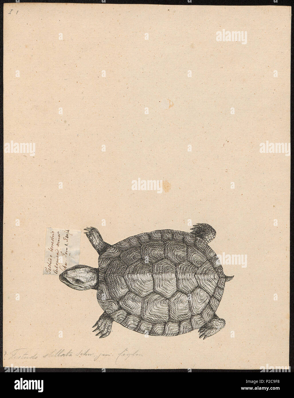 . Testudo stellata 303 Testudo stellata - - Print - Iconographia ...