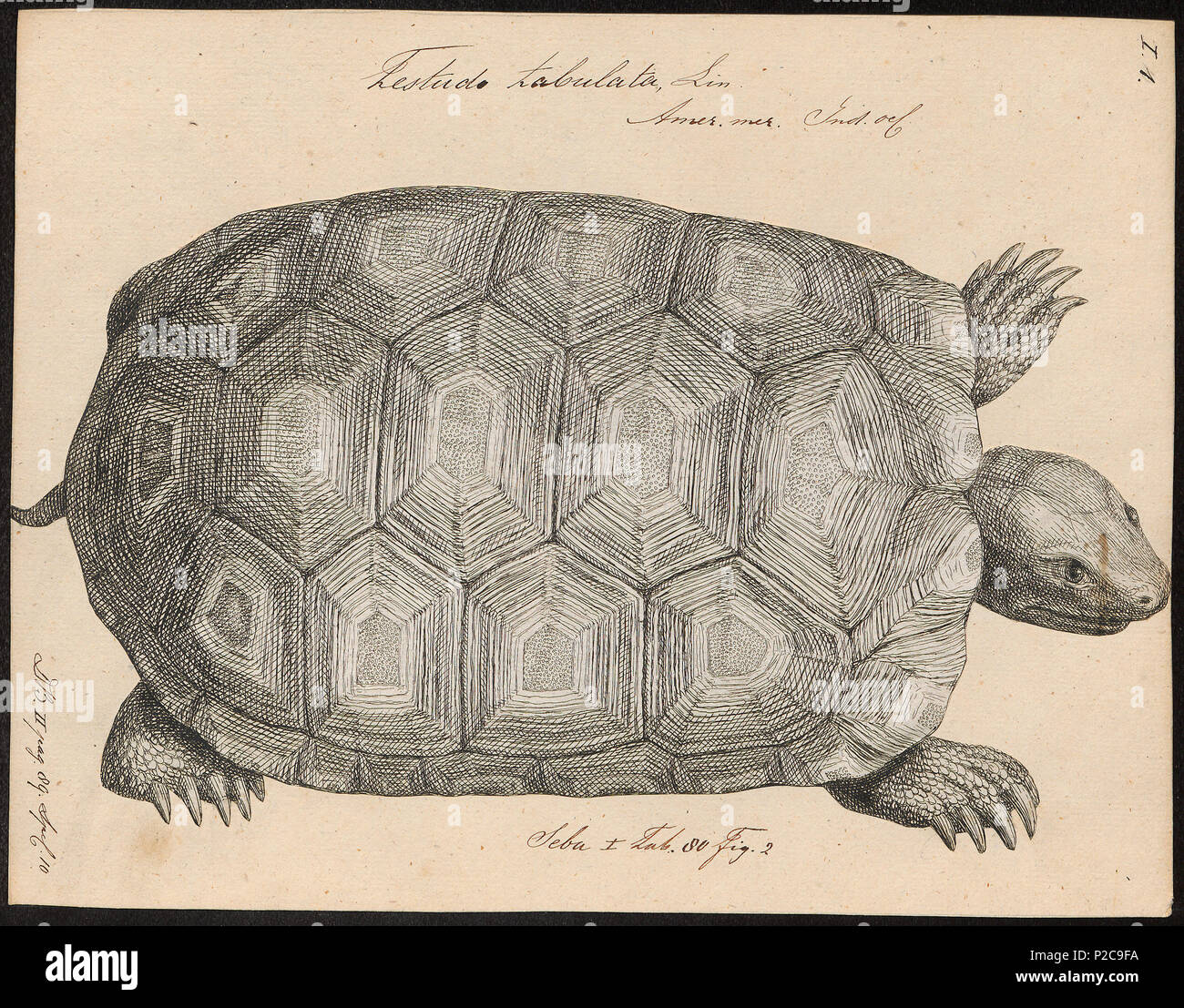 Tabulata hi-res stock photography and images - Alamy