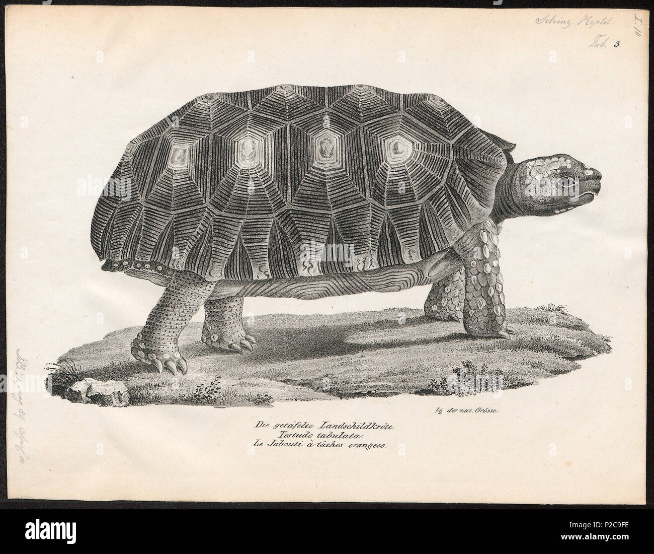 . Testudo tabulata . between 1700 and 1880 303 Testudo tabulata - 1700 ...