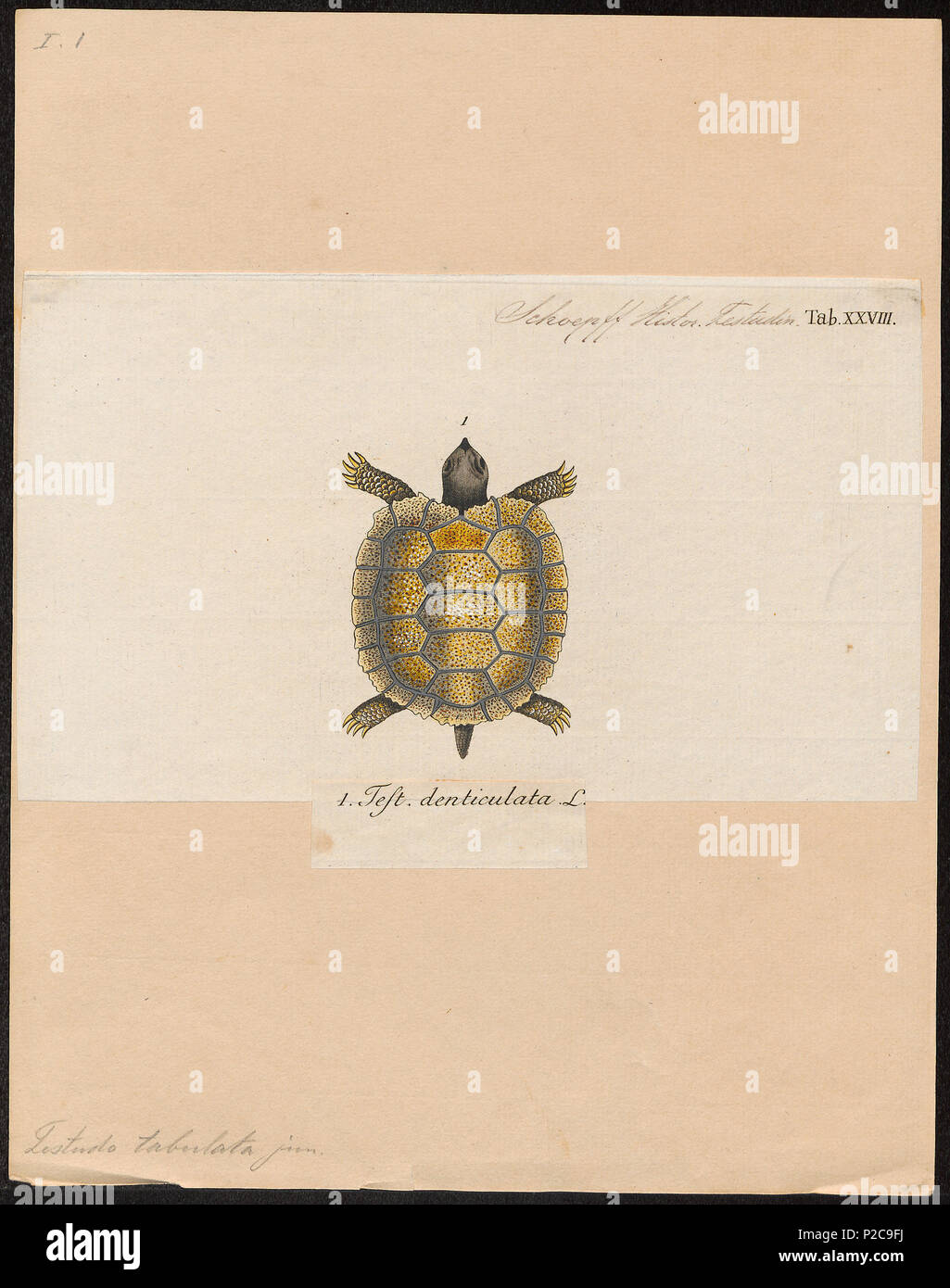 . Testudo tabulata . between 1700 and 1880 303 Testudo tabulata - 1700 ...