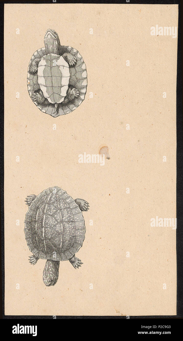 . Testudinae spec. between 1700 and 1880 302 Testudinae spec. - 1700 ...