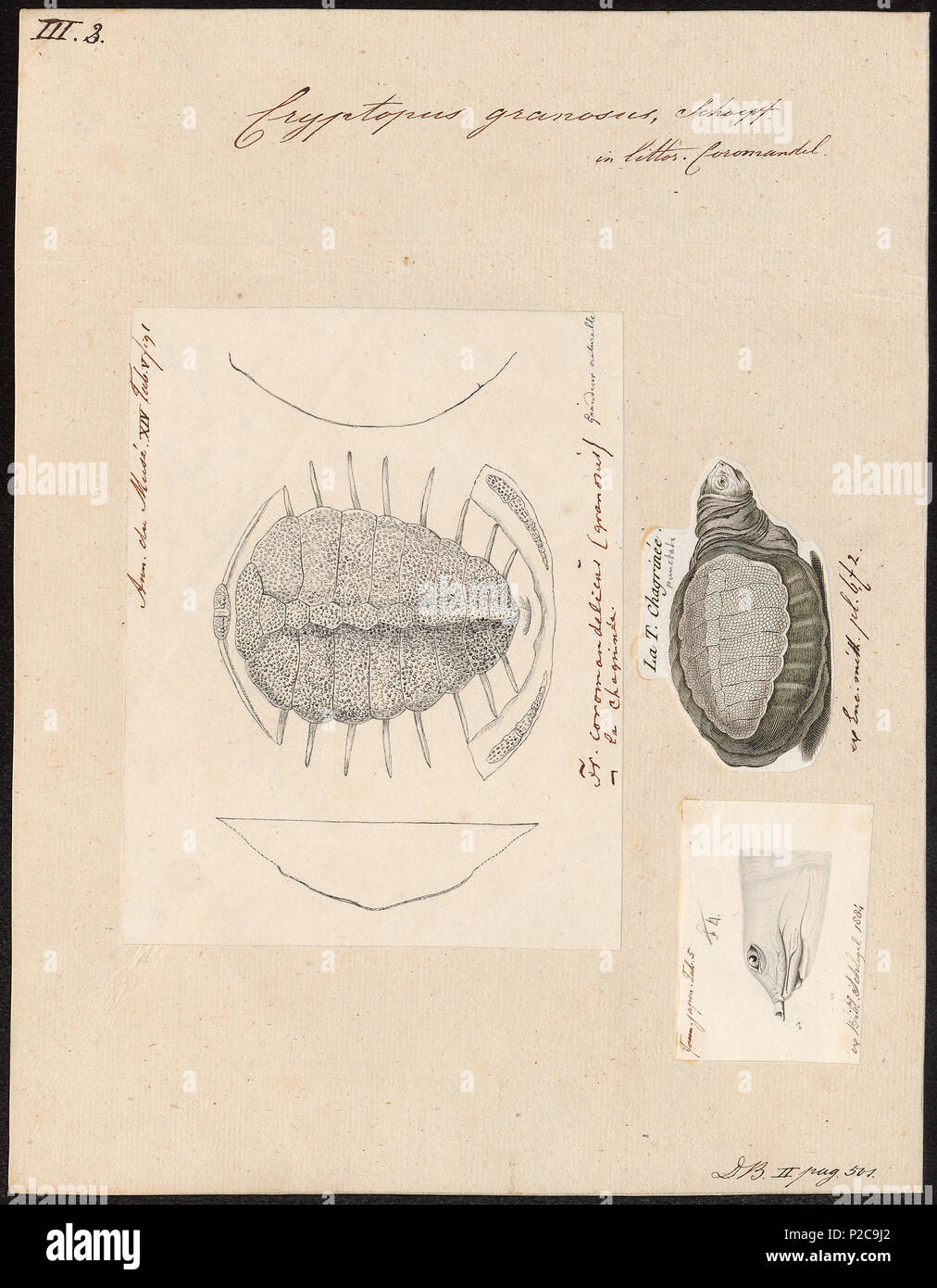 Granosus hi-res stock photography and images - Alamy