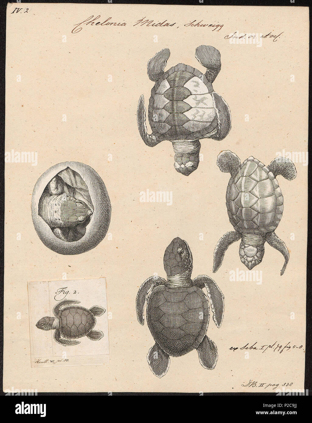 Turtle shell iconography hi-res stock photography and images - Alamy