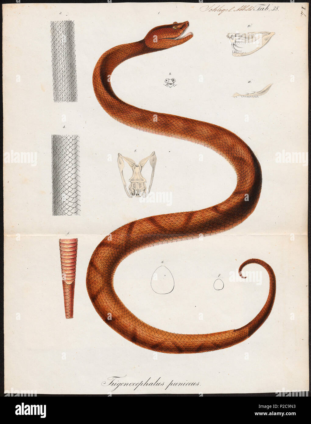 Trigonocephalus puniceus hi-res stock photography and images - Alamy