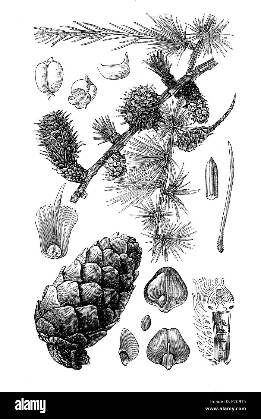 Larch, Larchtree, Larix europaea, fruits and blossom, Lärche, digital ...