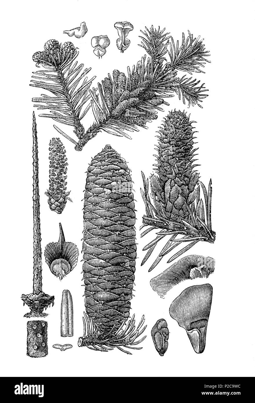 White red flowers from Black and White Stock Photos & Images - Alamy