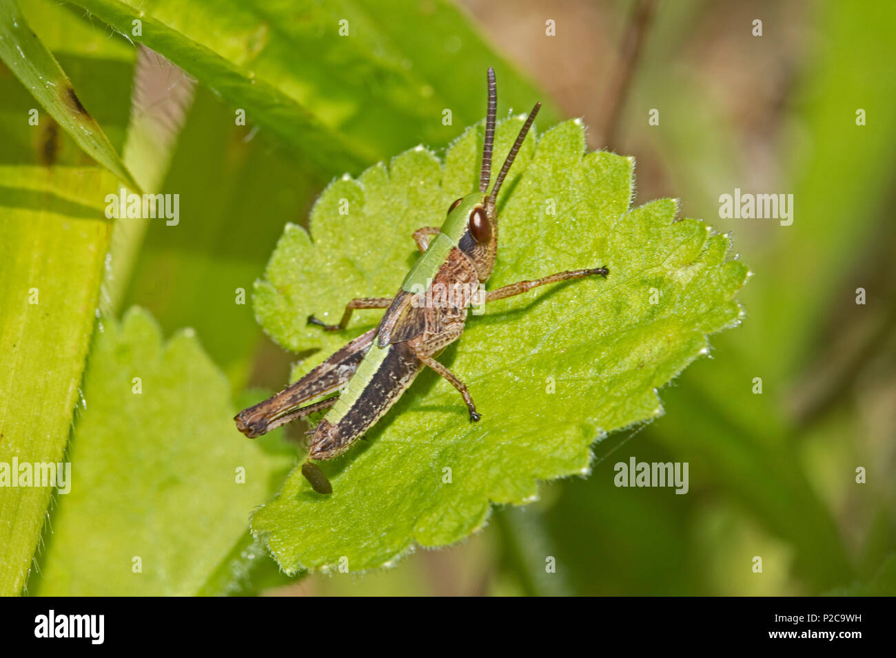 Female Meadow Grasshopper (Chorthippus parallelus Stock Photo - Alamy