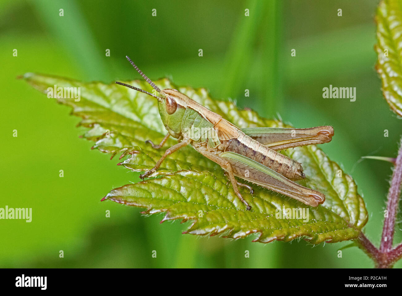 Female Meadow Grasshopper Stock Photo - Alamy