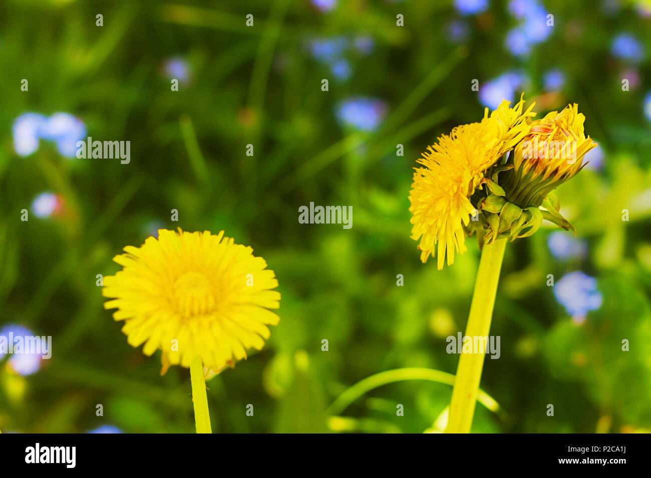 Mutant wild flower. Two heads yellow dandelion on one stalk Stock Photo ...