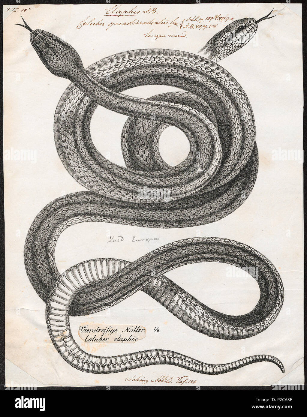 Coluber quadriradiatus hi-res stock photography and images - Alamy