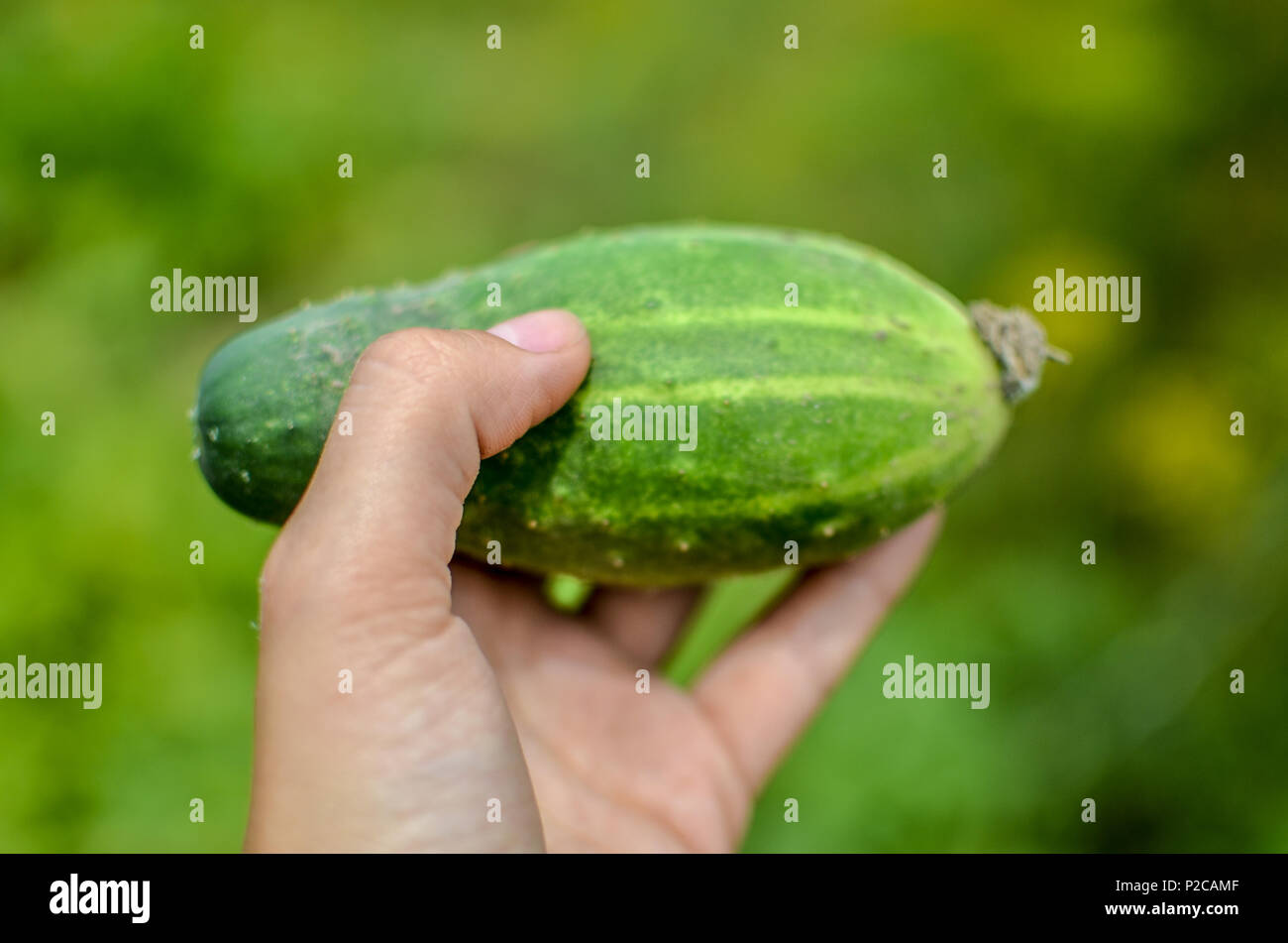 Working hand with green cucumber. Young woman with vegetables in her ...