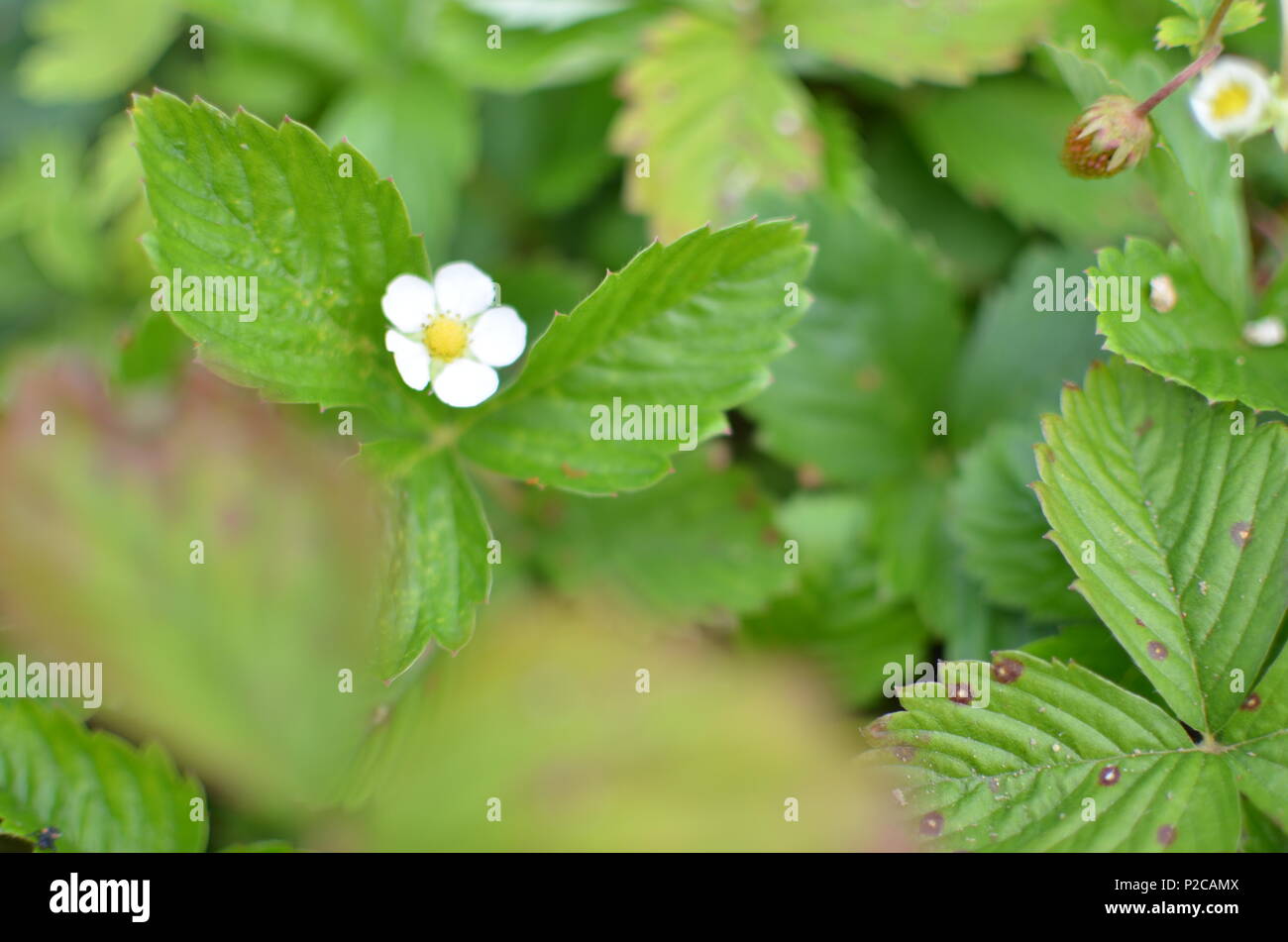 Blown flower hi-res stock photography and images - Alamy