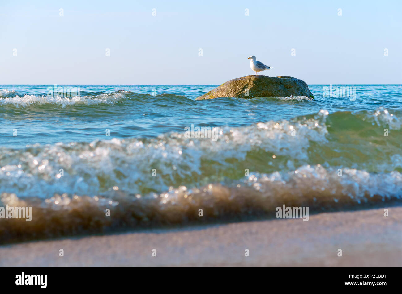 White seagull standing on stone hi-res stock photography and images - Alamy