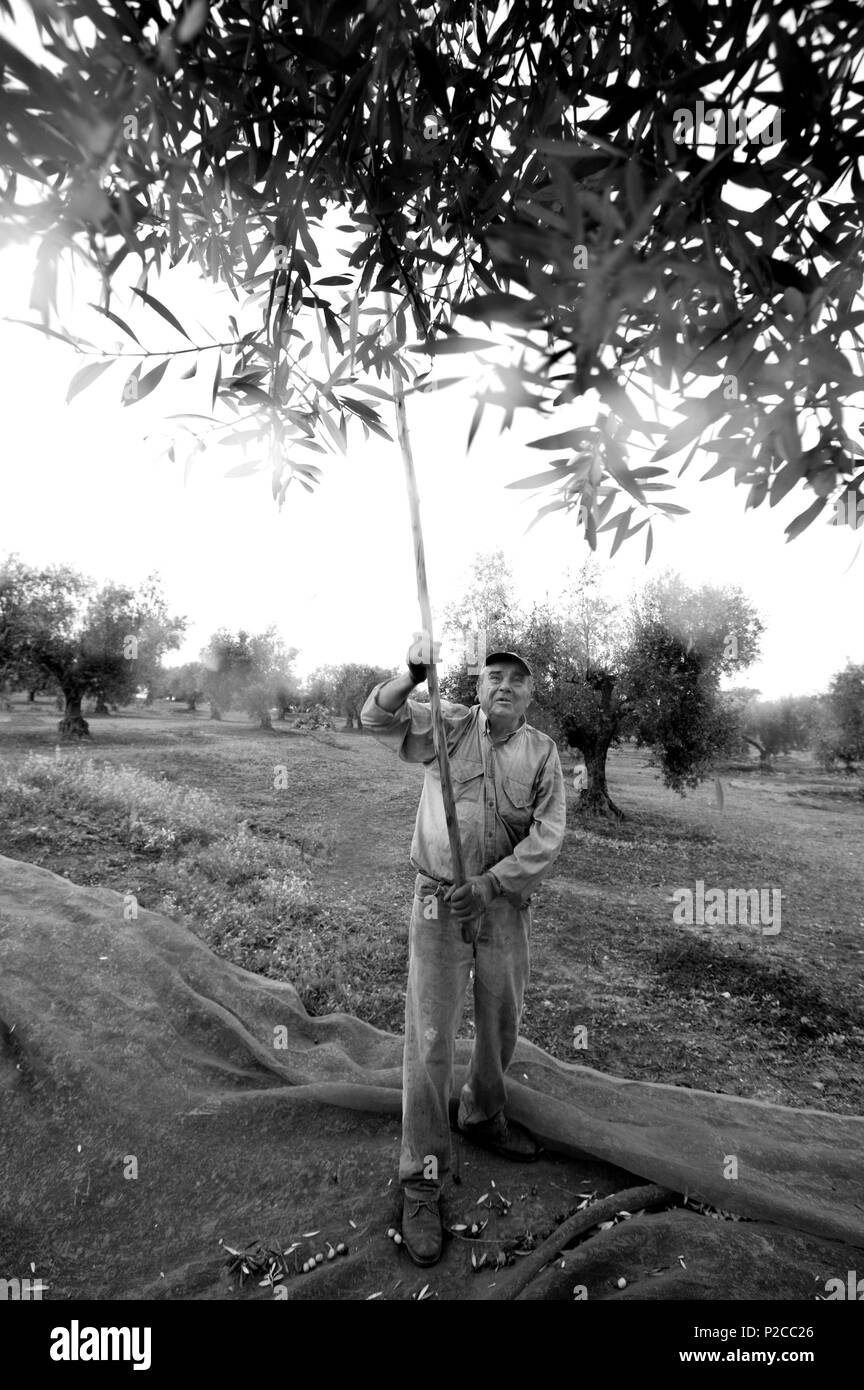 Portugal, Alentejo, olive picker Stock Photo - Alamy