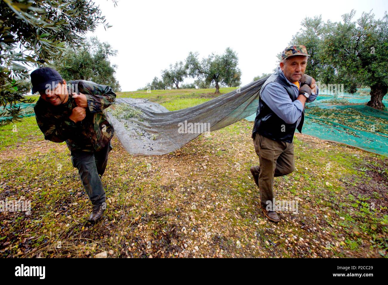 Olive picker hi-res stock photography and images - Alamy