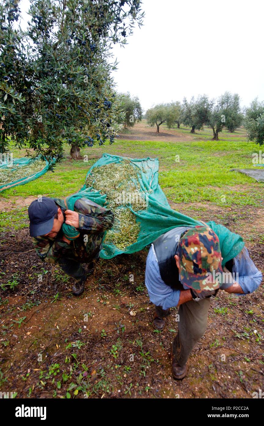 Olive picker hi-res stock photography and images - Alamy