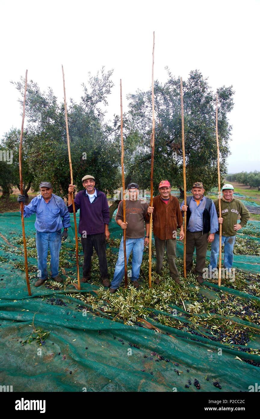 Olive picker hi-res stock photography and images - Alamy