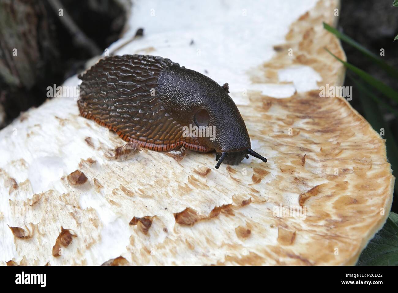 Spanish slug, Arion vulgaris, highly invasive pest Stock Photo - Alamy