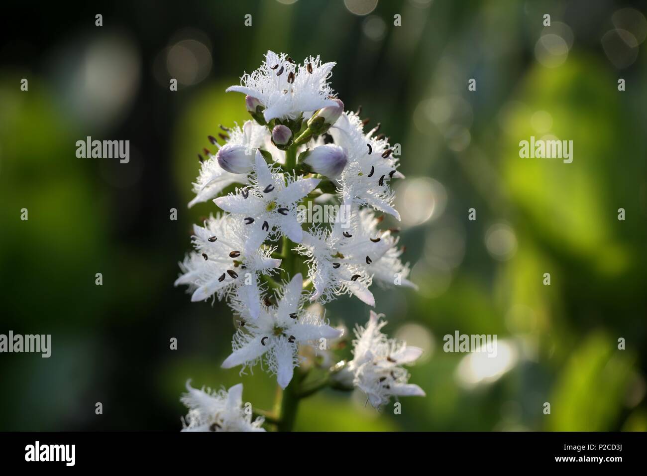 Buckbean,also called Bog Bean, Buck Bean and Marsh Trefoil, Menyanthes ...