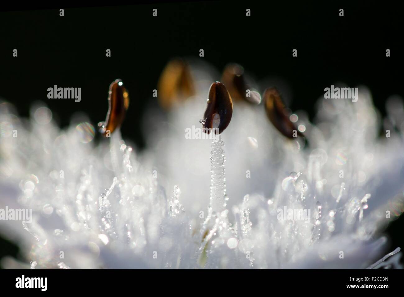 Buckbean,also called Bog Bean, Buck Bean and Marsh Trefoil, Menyanthes ...